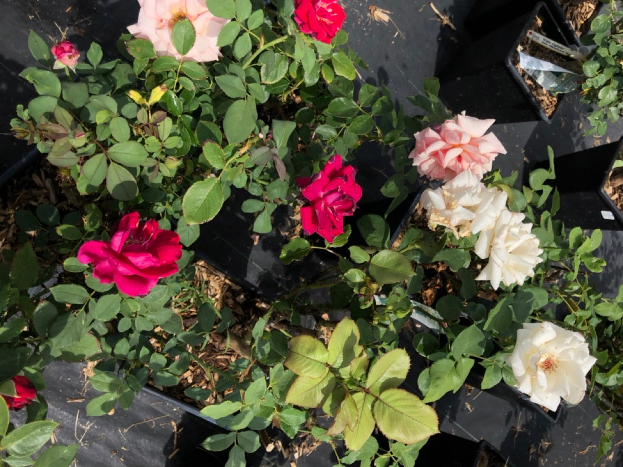 Products – Jade Gardens and Greenhouses