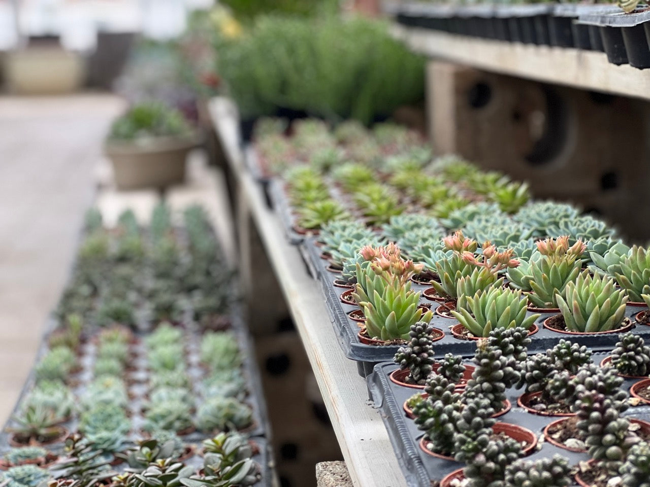 Products – Jade Gardens and Greenhouses