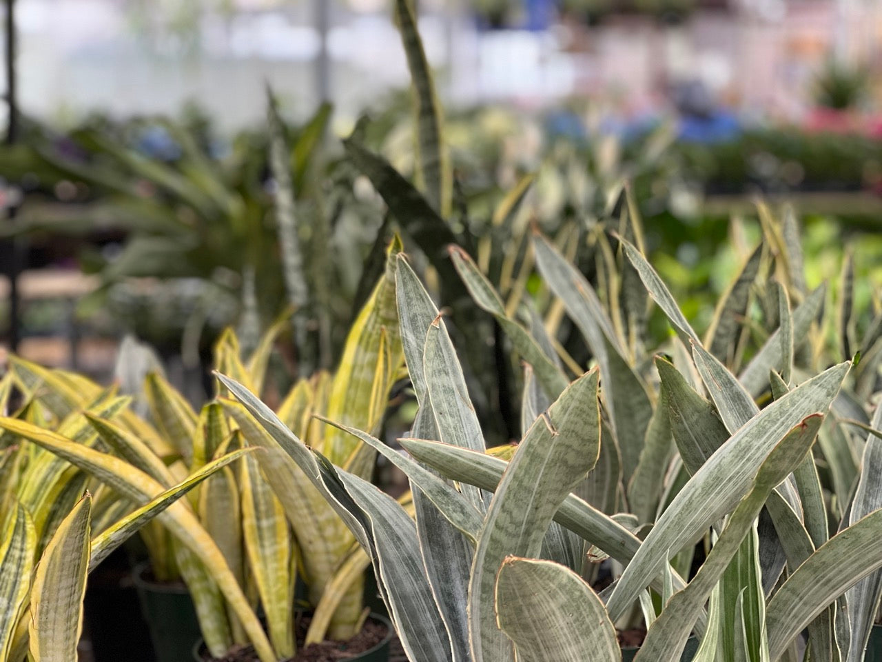 Products – Jade Gardens and Greenhouses