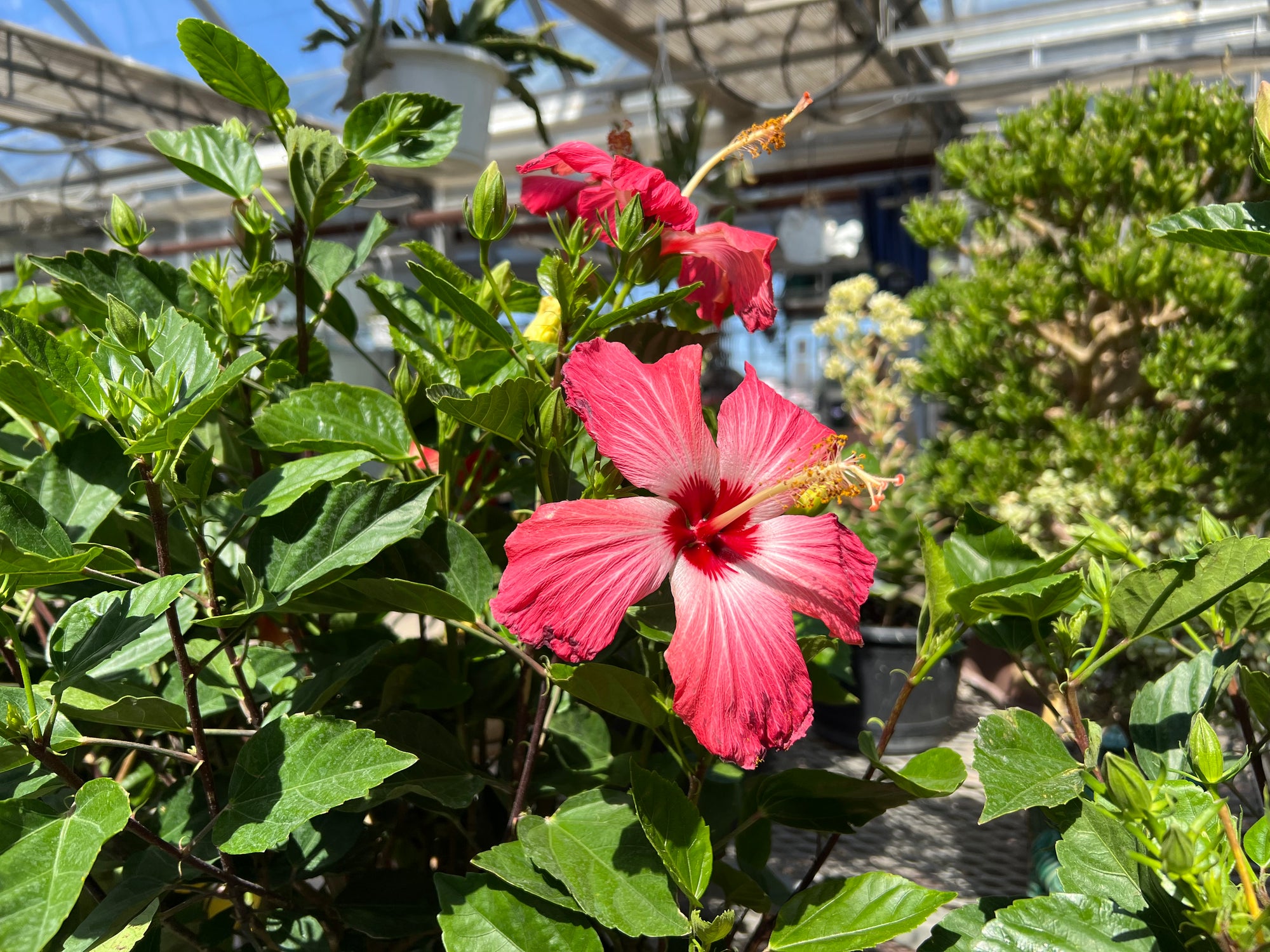 Jade Gardens and Greenhouses