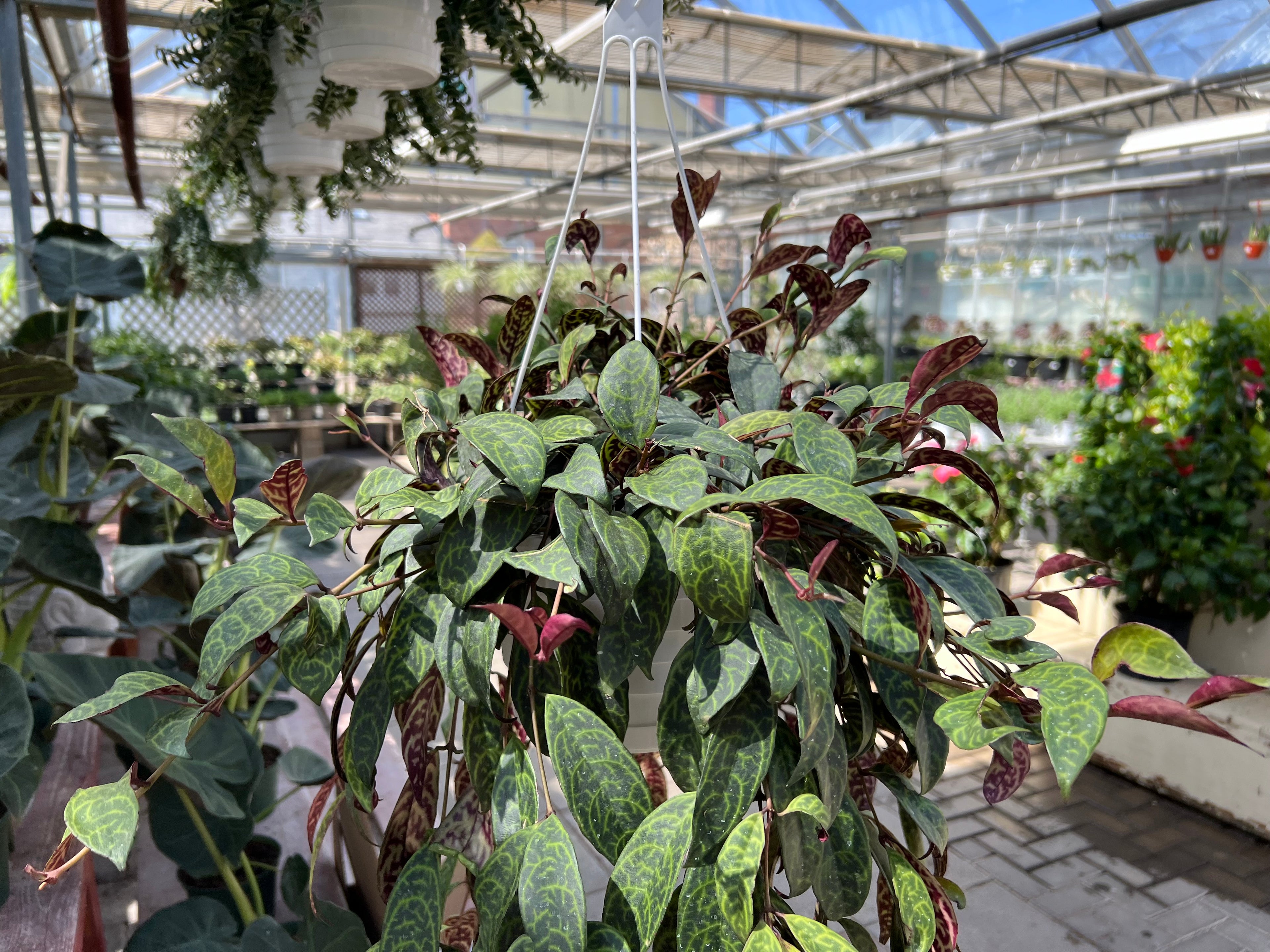 Jade Gardens and Greenhouses