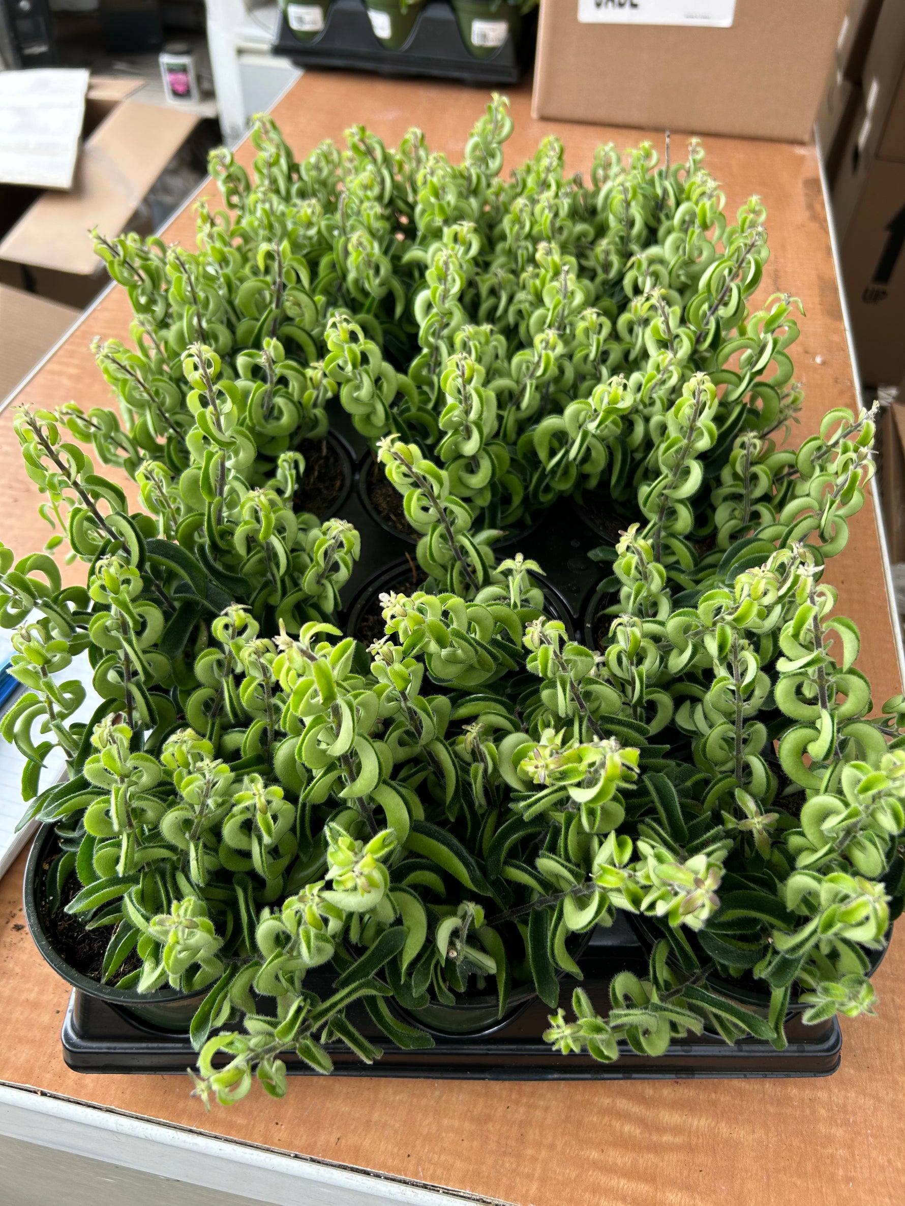 Jade Gardens and Greenhouses