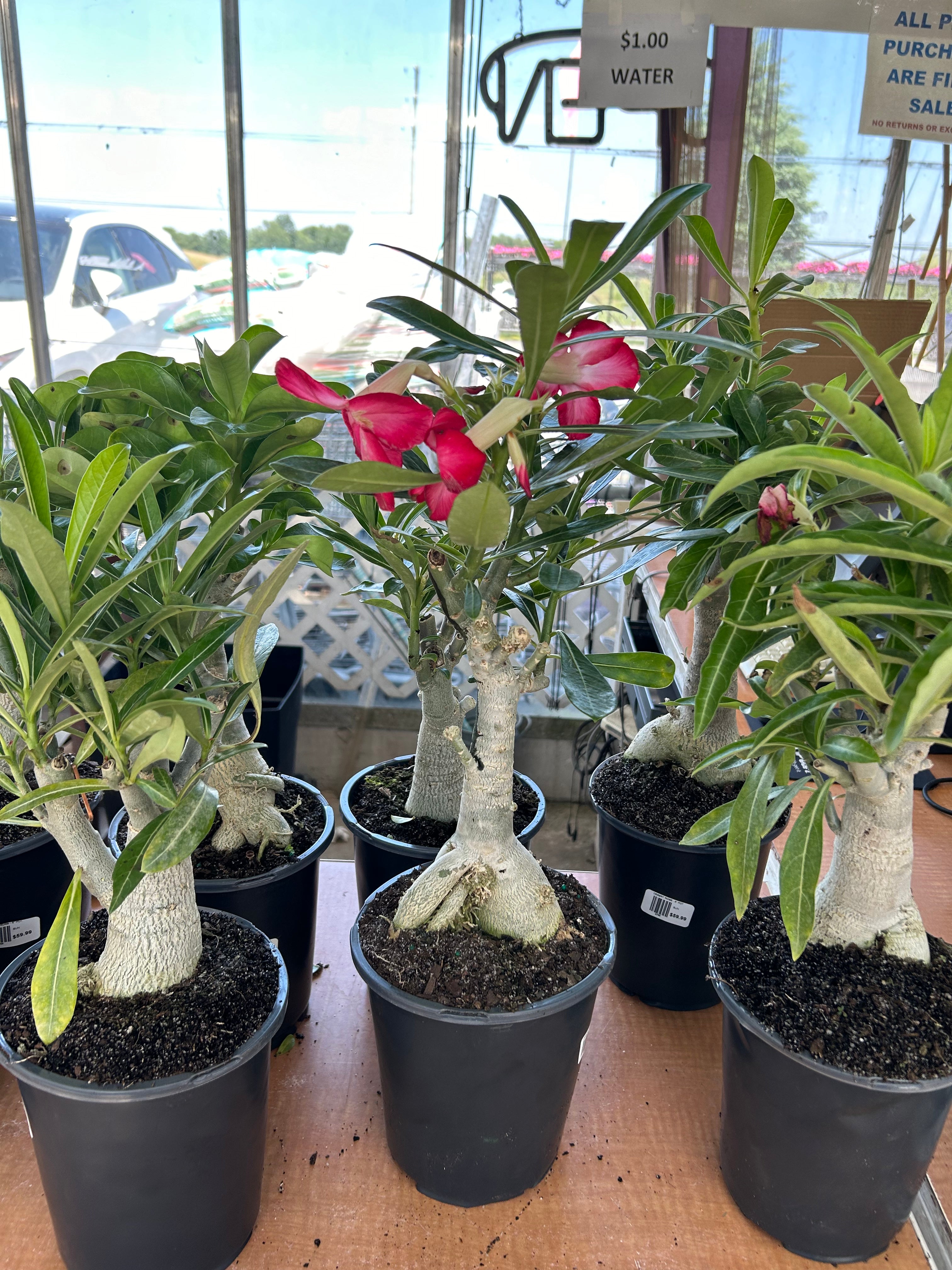 Jade Gardens and Greenhouses